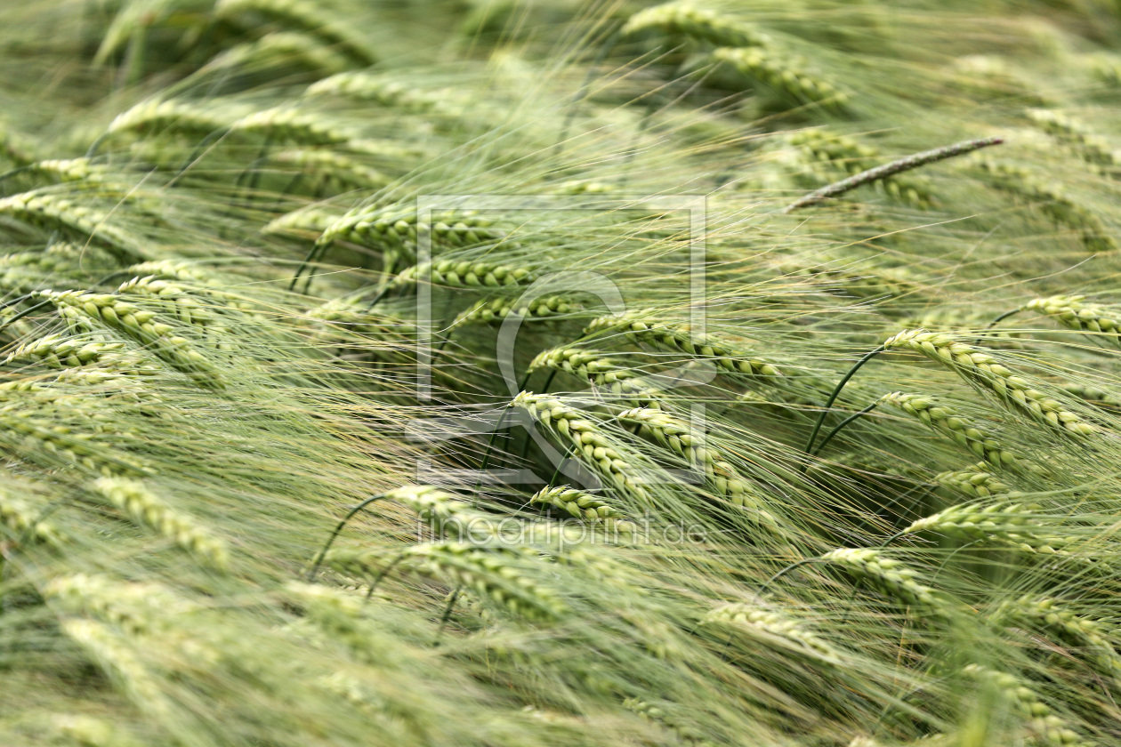 Ähren im Wind als Schieferplatte von Ikin erhältlich bei ...