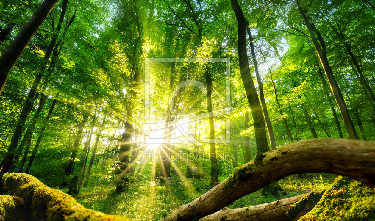 Die Sonne verzaubert den grünen Wald als Leinwandd... Die Sonne verzaubert den grünen Wald als Leinwandd...