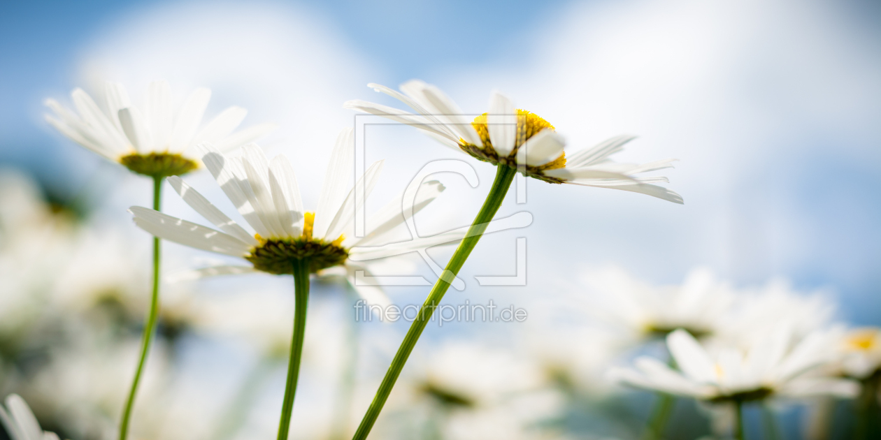 Margerite als FotoTapetendruck 11525201 | Fine Art P...